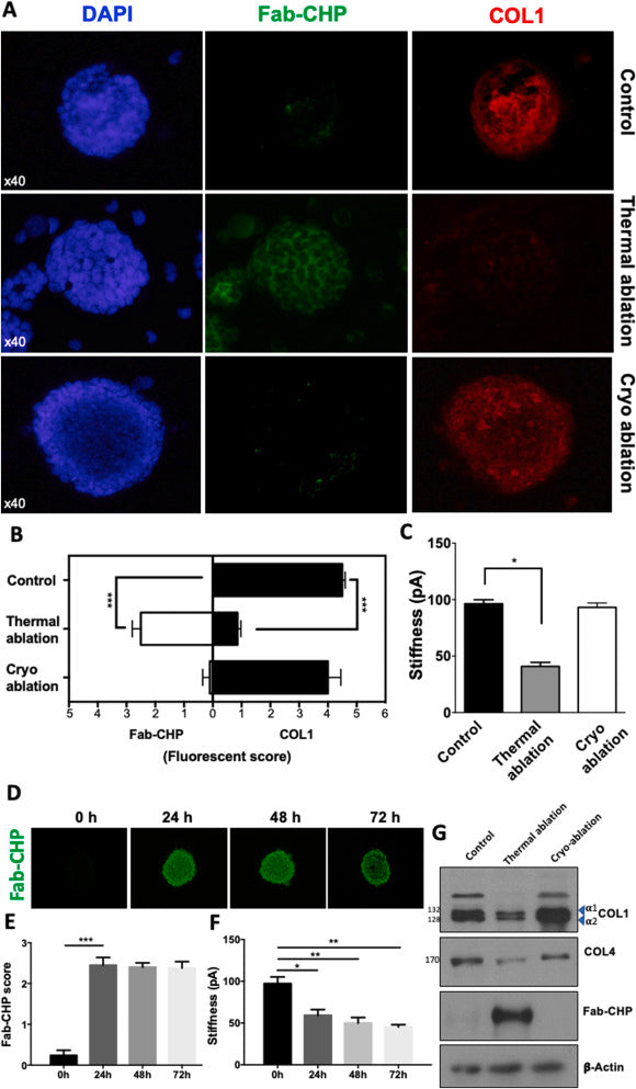 Collagen Hybridizing Peptides (CHPs): Unraveling the role of Denatured ...