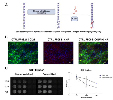 CHPs: Collagen VI & Muscle Dystrophy Research – 3Helix Inc