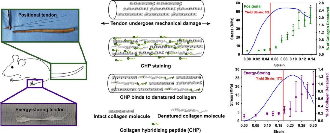 Collagen denaturation is initiated upon tissue yield in both positiona ...