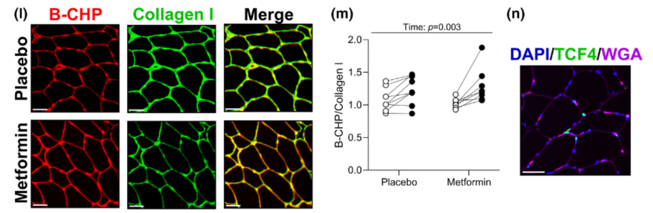 3Helix | CHPs Uncover Muscle Fibrosis & ECM Remodeling – 3Helix Inc