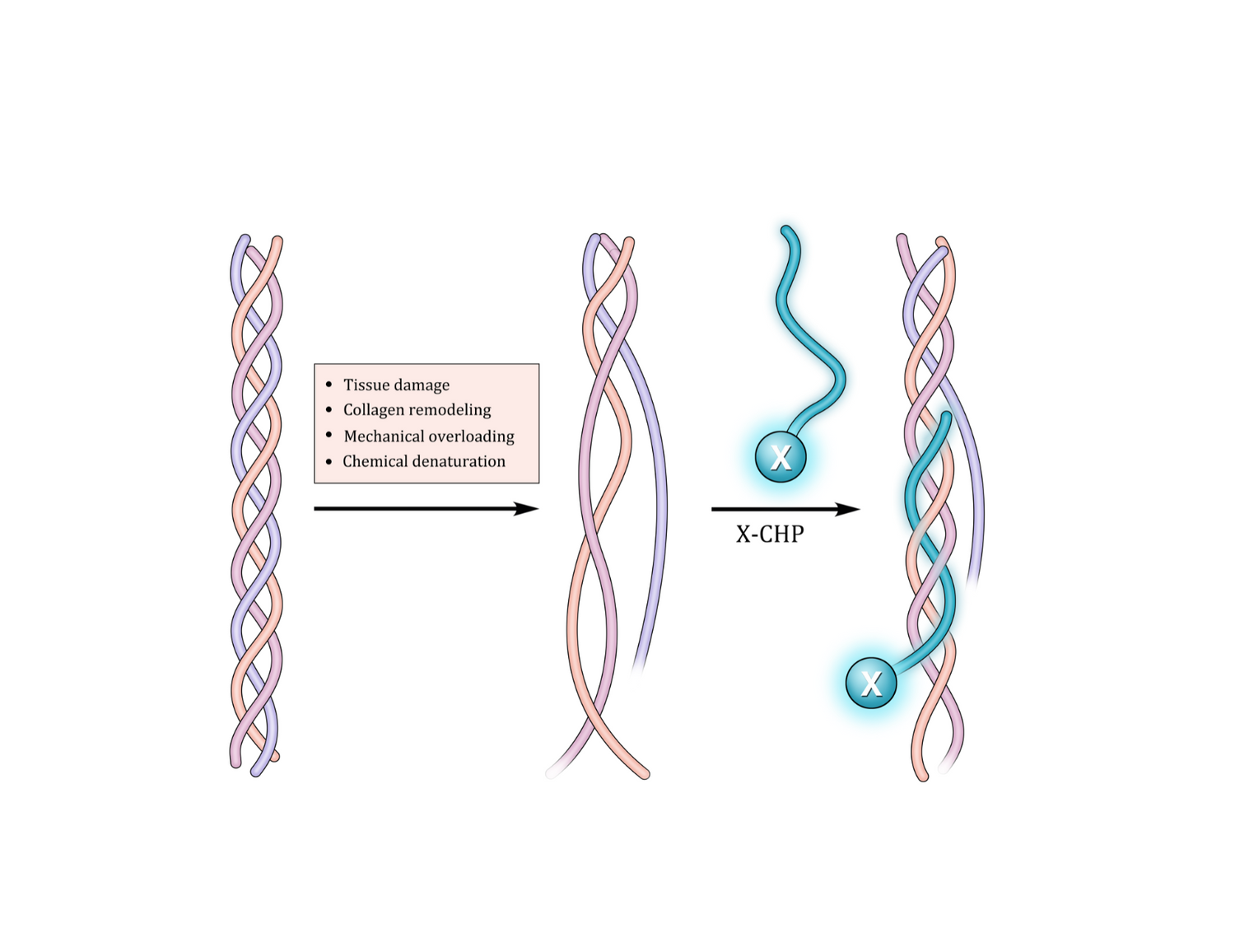 Collagen Hybridizing Peptides Histology Usage and Application Videos ...