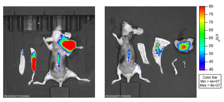 Pancreatic Ductal Adenocarcinoma (PDAC) - 3Helix, Inc. – 3Helix Inc