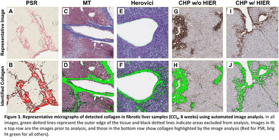 Determining Total Collagen Content: Stain Comparison using CHPs ...