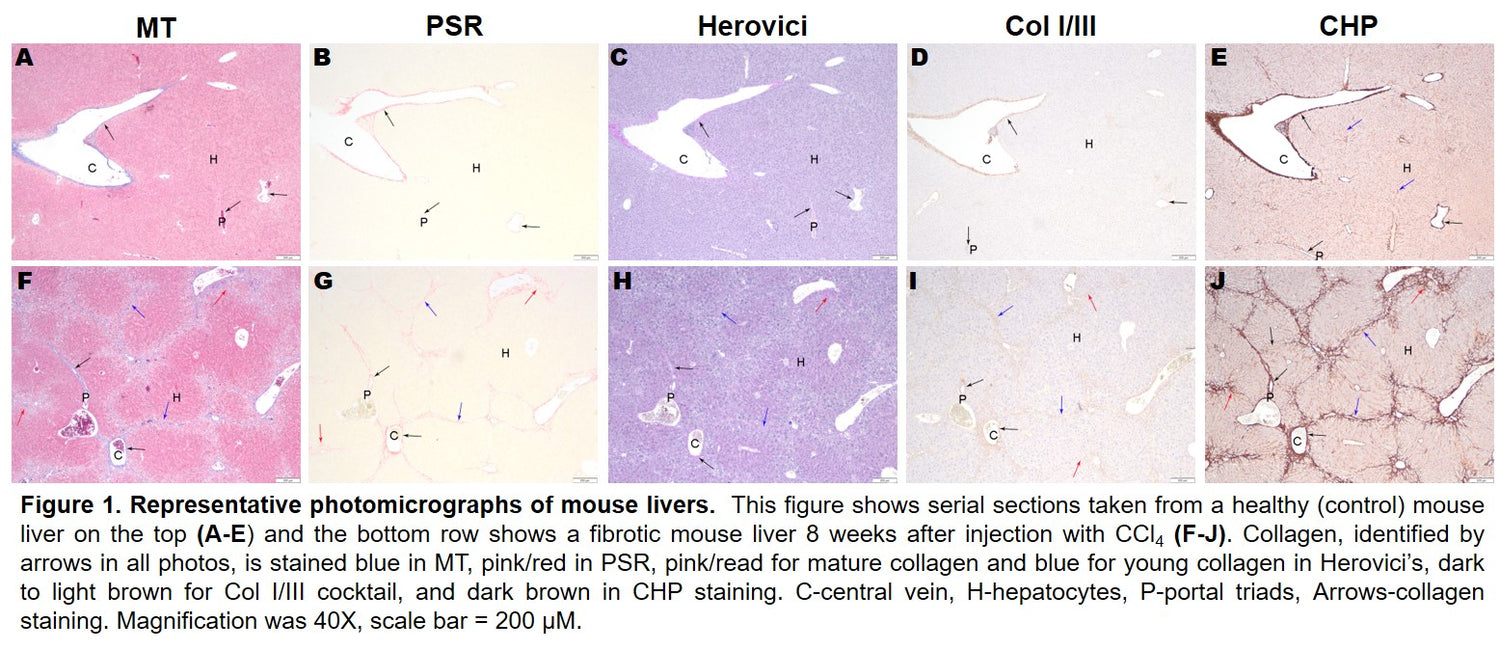 Determining Total Collagen Content: CHP Stain Comparison – 3Helix Inc